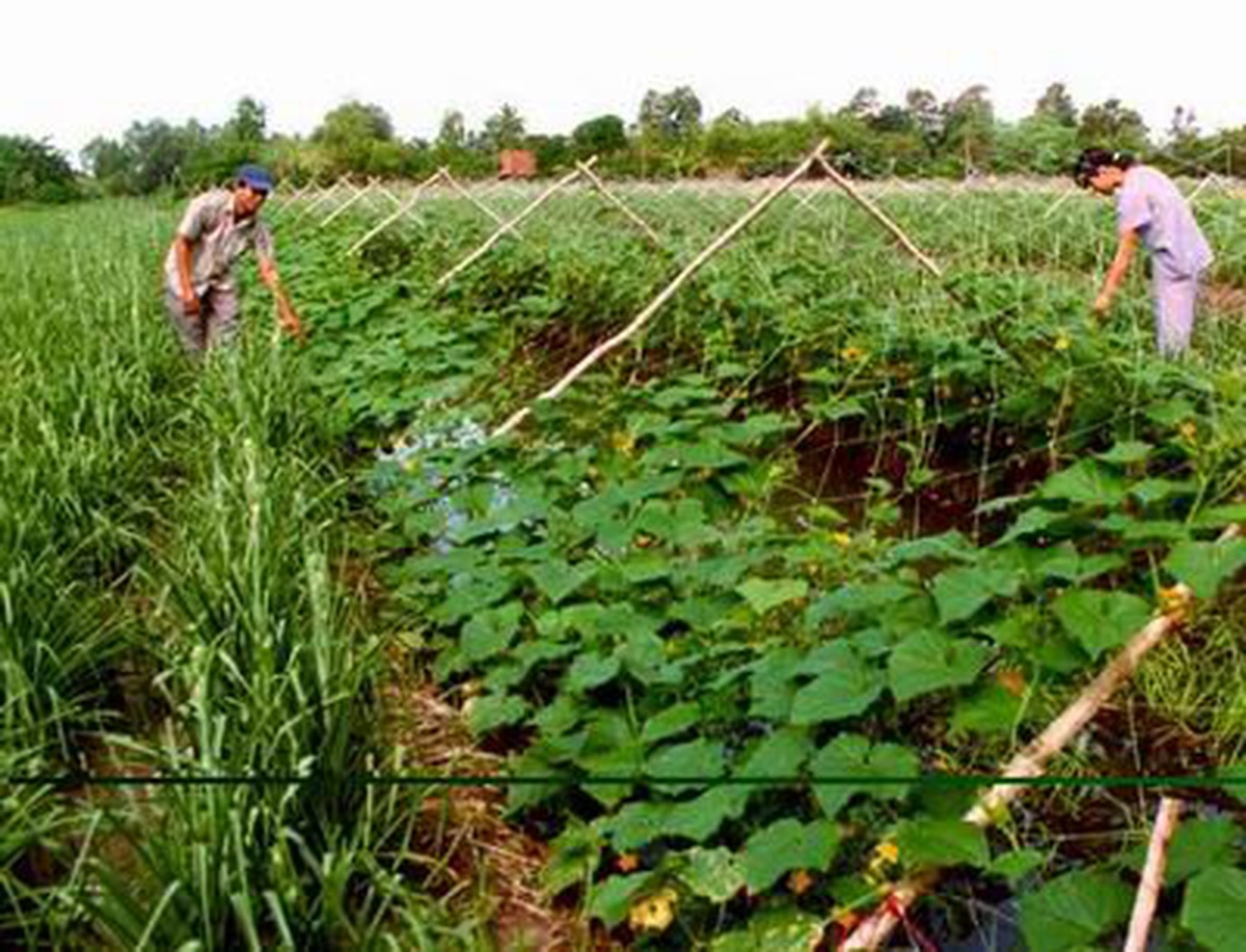 Thành lập HTX rau an toàn đầu tiên - Tuổi Trẻ Online