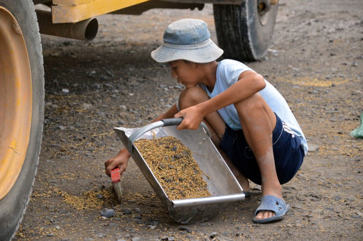 Mót lúa ngày hè - Tuổi Trẻ Online