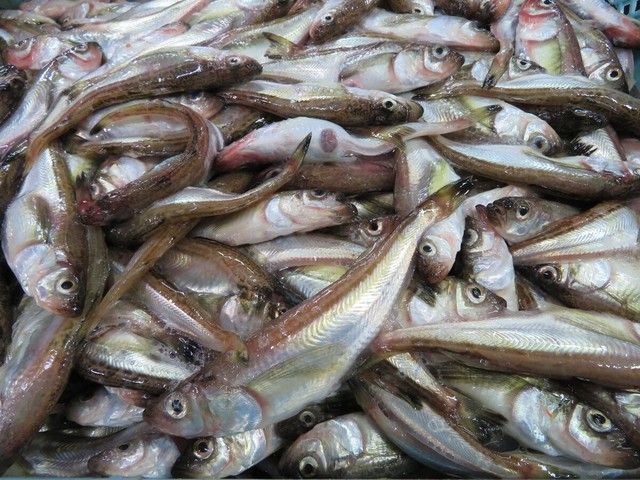 Calls grow in Akita to ban sandfish fishing amid warming seas