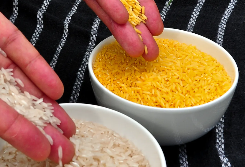 Philippines cho trồng đại trà 'gạo vàng' biến đổi gene - Tuổi Trẻ Online