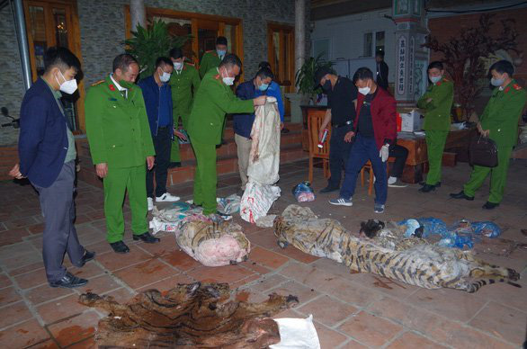 Former commune chairman receives 3 years in jail for slaughtering tiger ...