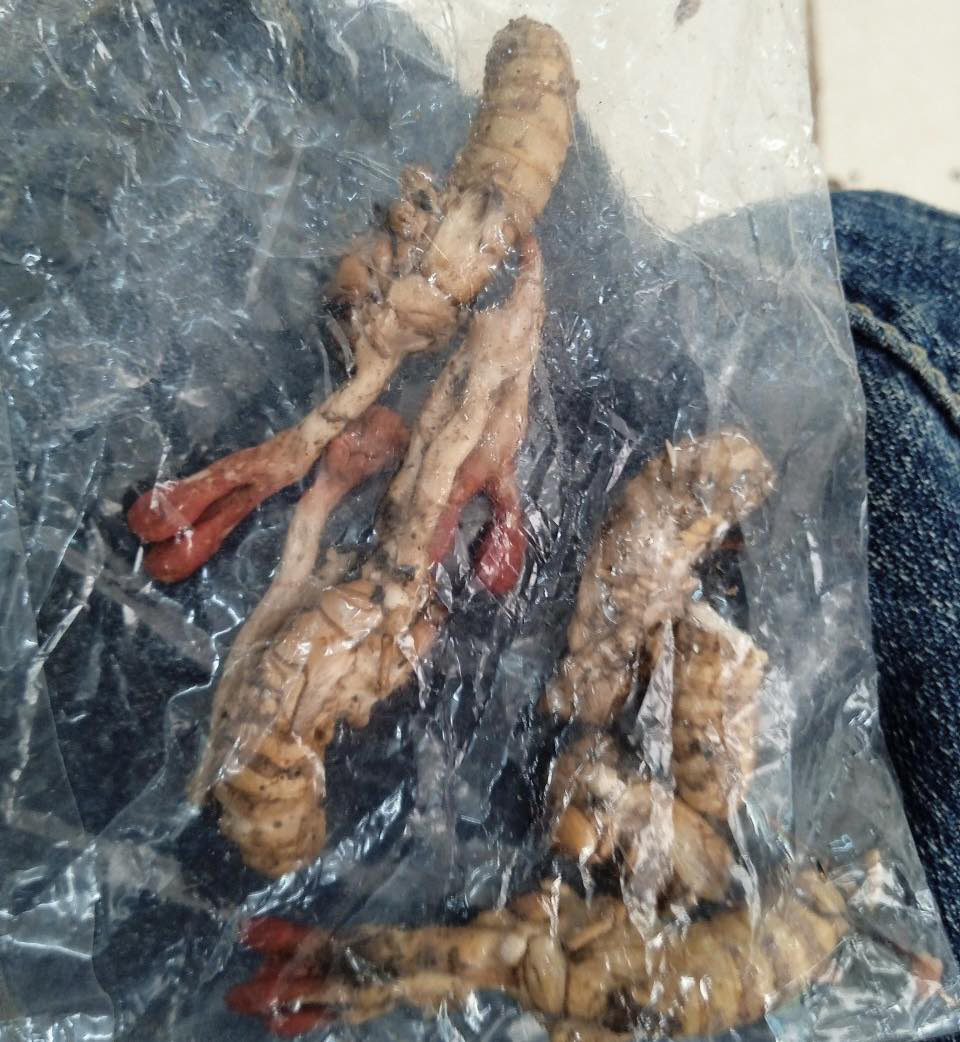 Vietnamese man gets poisoned after eating cicada larvae shells