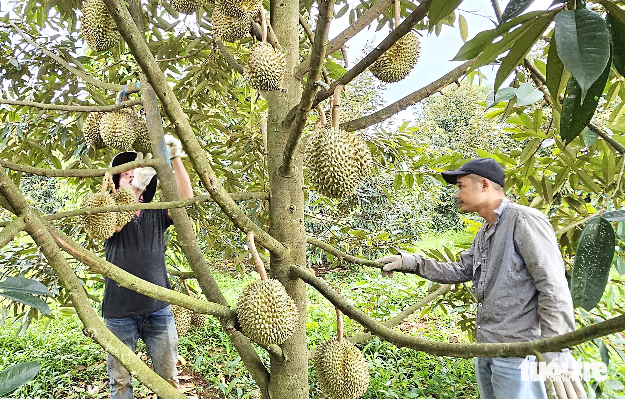 Vietnam confronted by fierce competition from Thailand in durian export ...