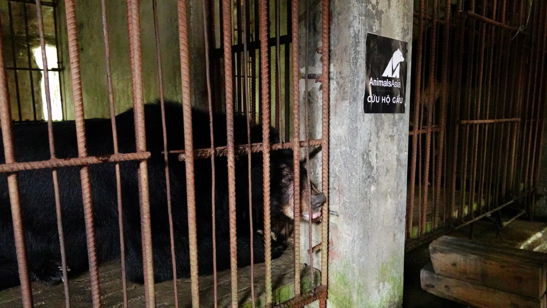 Vietnam Bear Rescue Center welcomes new furry residents from Ho Chi ...