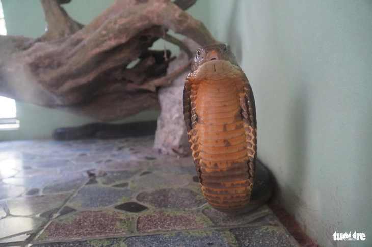 Largest snake farm in Vietnam’s Mekong Delta overwhelmed by Tet holiday ...