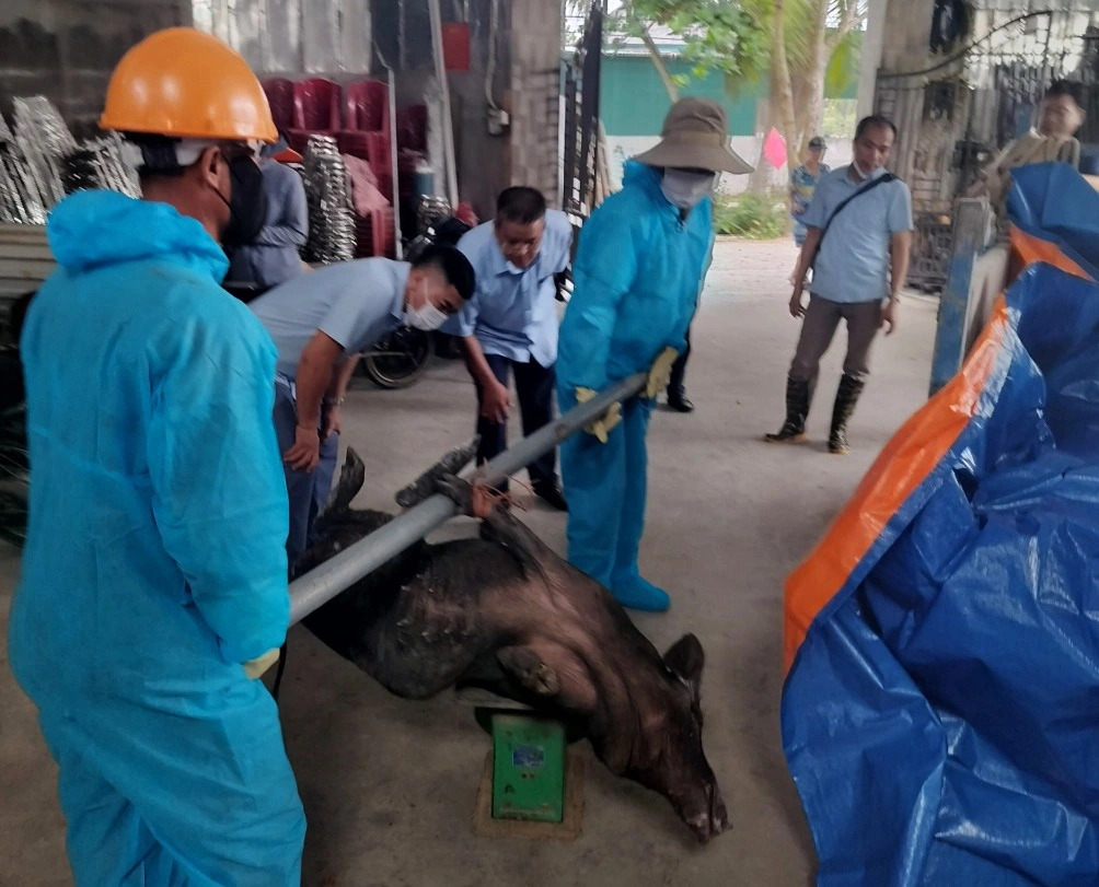 Swine fever hits local pig farm in northern Vietnam