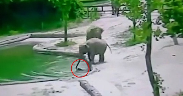 Hai chú voi hớt hải cứu voi con rớt xuống hồ