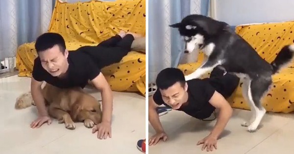 Sự khác nhau giữa 'Đại ngáo' Husky và 'Gâu đần'