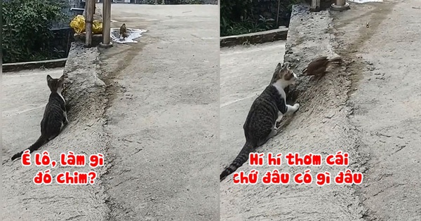 Chú mèo mắc cỡ khi rình bắt chim