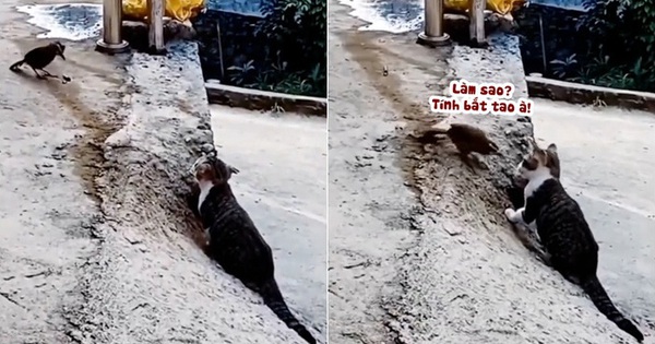 Mèo rình rập bắt chim kiểu phim ngôn tình