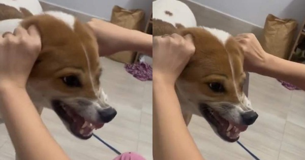 Chú chó gầm gừ như tiếng nẹt pô xe phân khối lớn