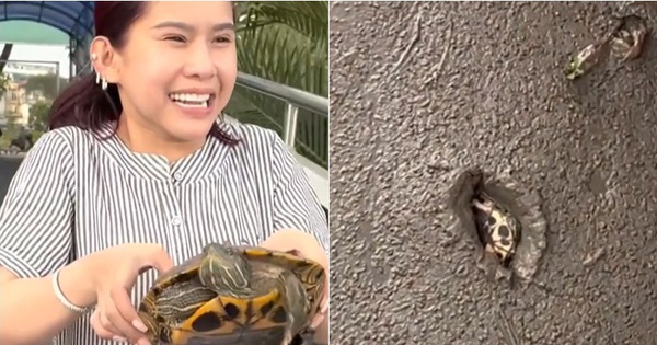 Cô gái gặp sự cố khi phóng sinh khiến cụ rùa bay vào lòng đất