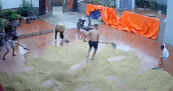 Thanh niên cào lúa chạy mưa được dân mạng chấm 10 điểm