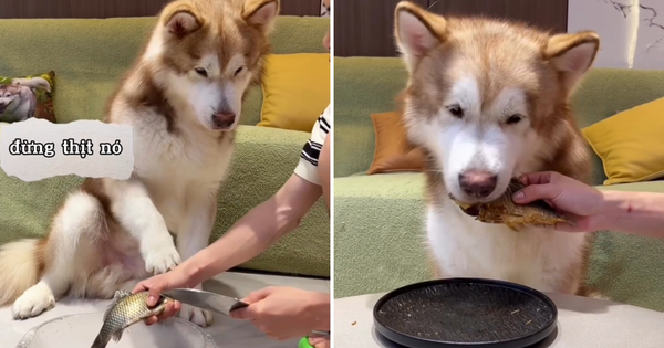 Chú chó cầu xin sen đừng làm thịt cá, sau đó lại đánh chén ngon lành