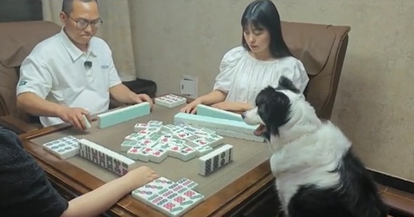 Chú chó chơi cờ mạt chượt siêu đỉnh