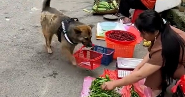 Chú chó biết lấy tiền, cầm giỏ đi chợ giúp cô chủ