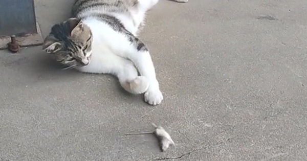 Chuột giả vờ lăn lộn để tìm đường tẩu thoát trước mặt mèo