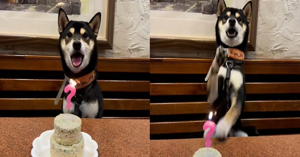 Chú chó hát Happy Birthday siêu ngầu