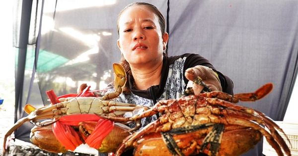 Vietnam startup leverages LED technology to control crab sex, targets ...
