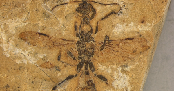 Oldest-known ant preserved in 113 million-year-old Brazilian fossil