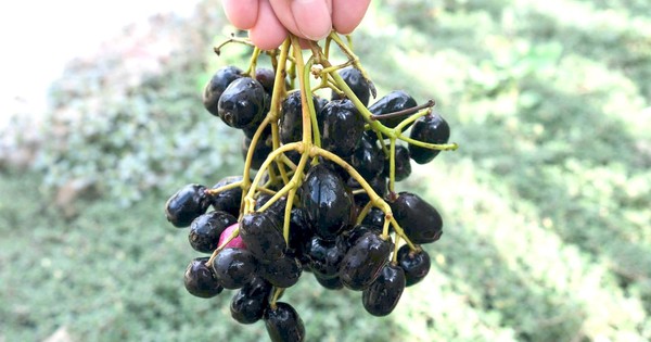 From childhood treat to tourist favorite: Java plums make a day in ...