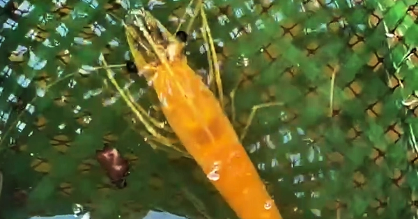 Rare golden tiger prawn discovered in Vietnam’s Ca Mau