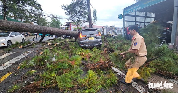 Ancient pine tree falls on moving car during heavy rain in Vietnam’s Da Lat