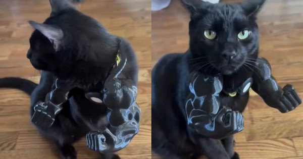 Chú mèo Batman