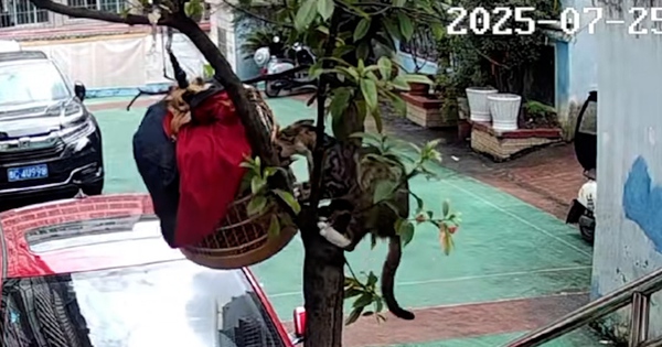 Mèo leo cây bắt gọn chim trong lồng