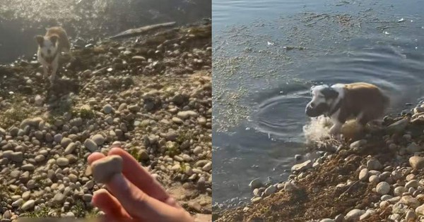 Chú chó mò đá siêu đỉnh