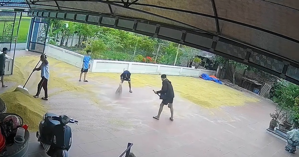 'Đội quân nhí' được đãi kem khi cào lúa chạy mưa giúp cụ bà