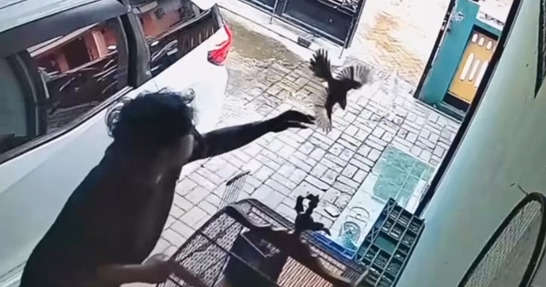 Chàng trai có màn phản xạ bắt chim nhanh hơn mèo