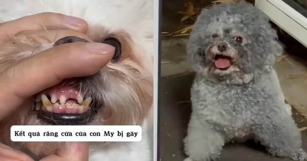 Chú chó lén lút sám hối vì làm đồng bọn gãy răng siêu hài