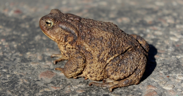 9 Vietnamese students hospitalized after eating toad meat