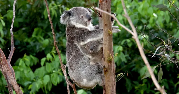 Australia halts logging for koala haven on eastern coast