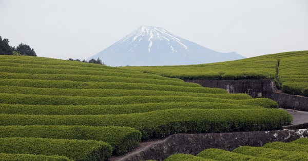 Japan green tea exports jump in FY 2025 amid global matcha boom