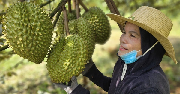 Vietnam’s durian exports surge in Q1 as price instability remains