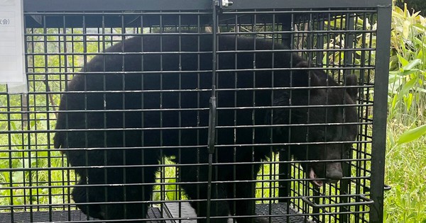 Bear sightings hamper school activities in Japan