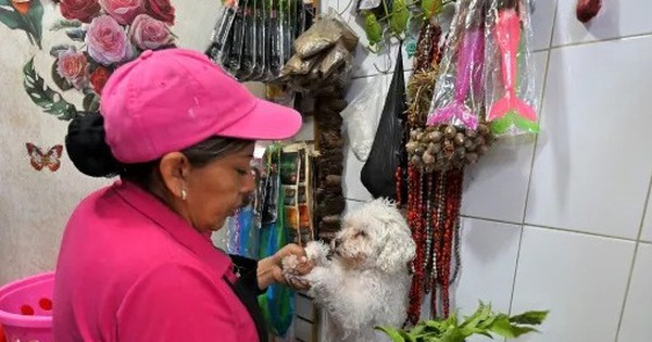 Cleaning the chakras of Ecuador's cats and dogs
