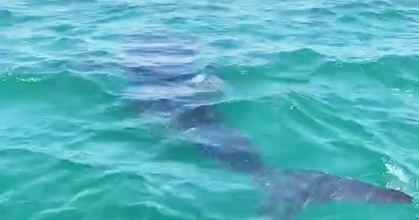 Large fish believed to be whale shark spotted near shore in Da Nang
