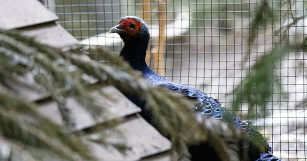 Critically endangered Vietnamese pheasant bred in Belgium