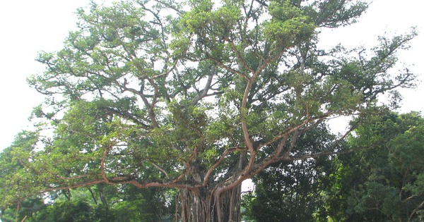 Century-old trees recognized as heritage for protection