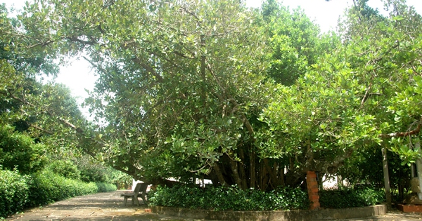 More centennial trees recognized as heritage