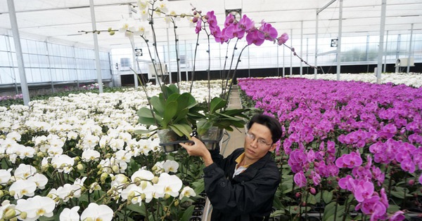 Vietnamese Moth Orchid to arrive in EU