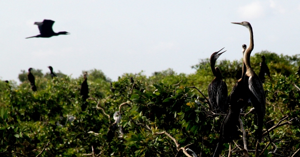The dedicated bird conservationists in southern Vietnam park