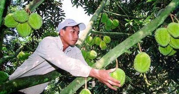 The record-holding fruit tree sapling incubator in southern Vietnam