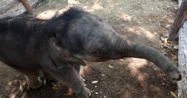 Rescued baby elephant rejected by herd in Vietnam’s Central Highlands