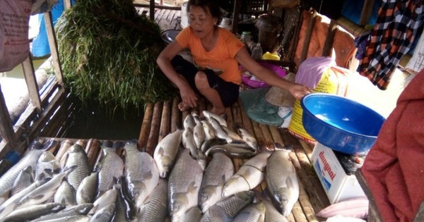 Tons of farm-raised fish die as untreated water dumped into Vietnam’s river