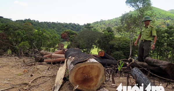 Large forest destroyed in organized manner in south-central Vietnam