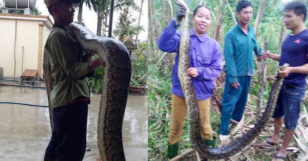 Locals caught cooking pythons for paste in central Vietnam